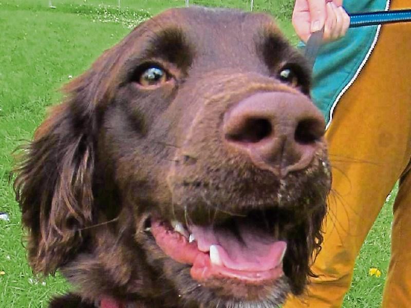 Springer Spaniel Chocolate Lab Mix