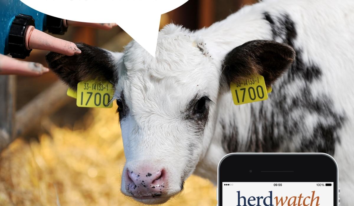 Herdwatch app gives a voice to your cattle - Tipperary Live