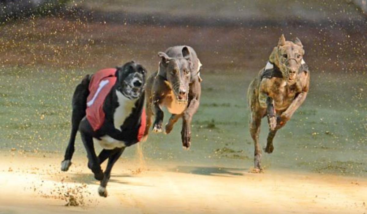 Greyhound Racing: Wichita Guns down rivals in Dapper final show at ...