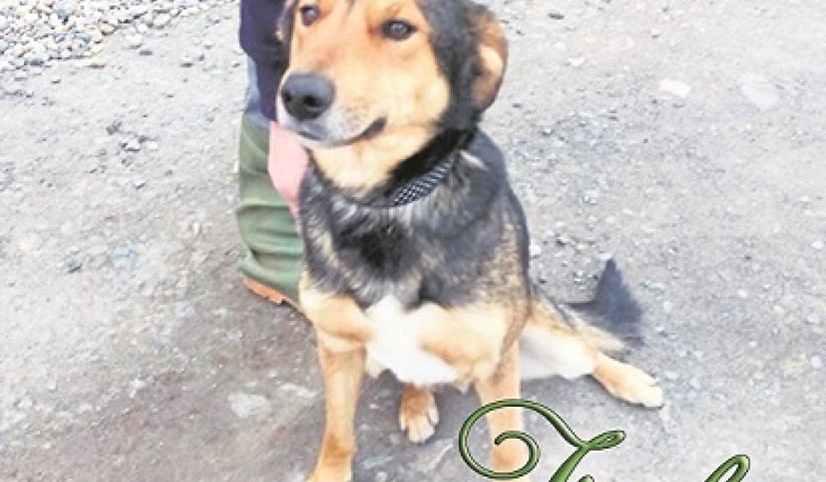 Mo Chara Animal Rescue: Fabulous Fitch - Tipperary Live