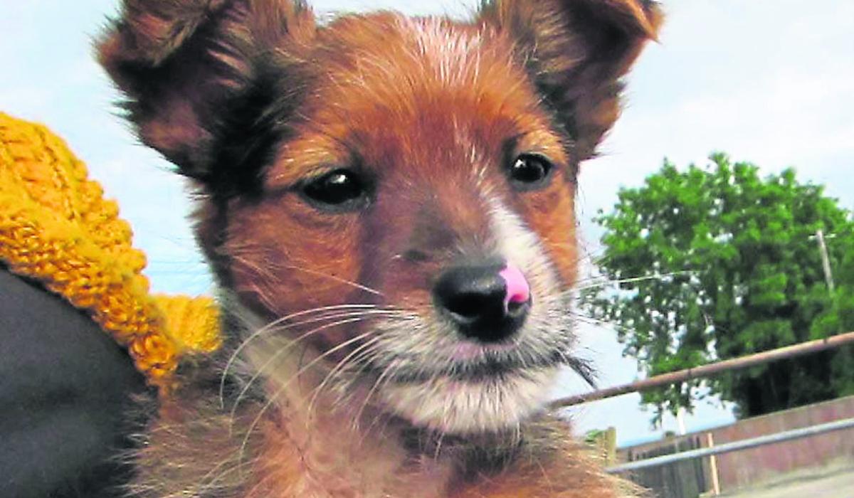 Mo Chara Animal Rescue: Helping Pets cope with heat! - Tipperary Live