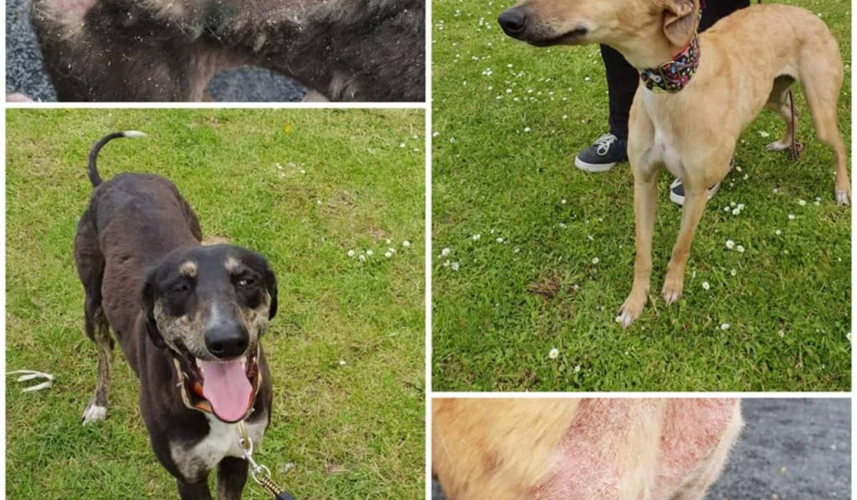 Mo Chara Animal Rescue: Homes for Sasha & Anna - Tipperary Live