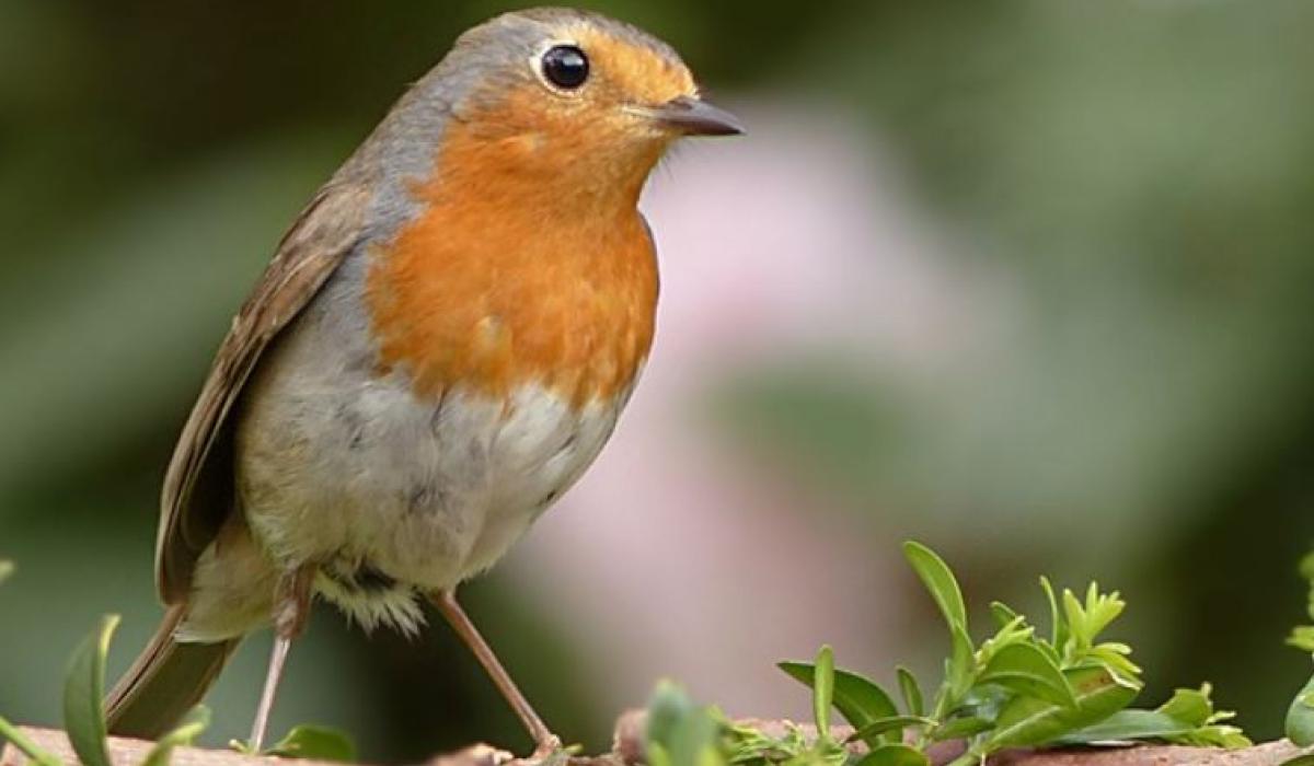 Despite our return to nature during lockdown, report highlights state ...