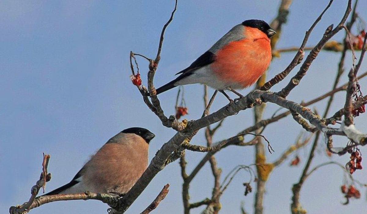 Exploring in the great Slieve Felim Hills - Tipperary Live