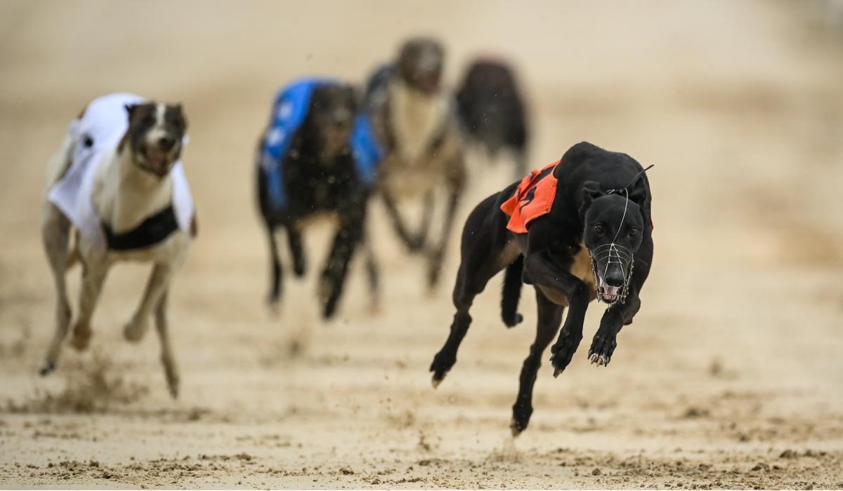 Seanie sets standard in Bogger brace at Thurles Greyhound Stadium ...