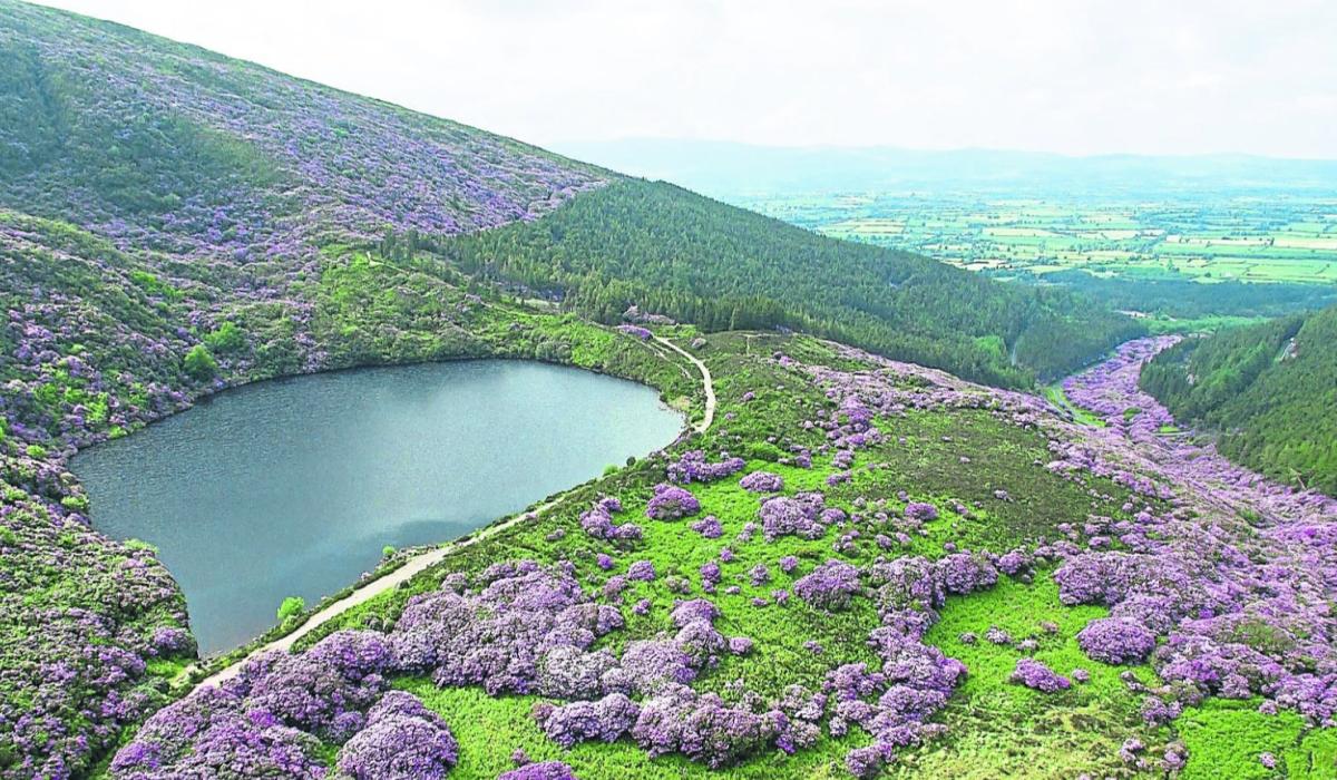 Spectacular fundraising event at Baylough - Christmas tree afloat in ...