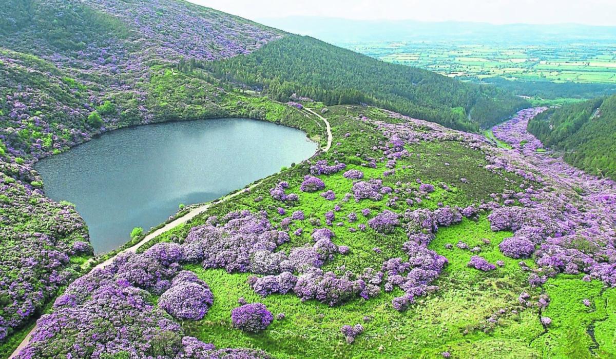 Picturesque Tipperary lake lit up for Christmas - why not visit and ...