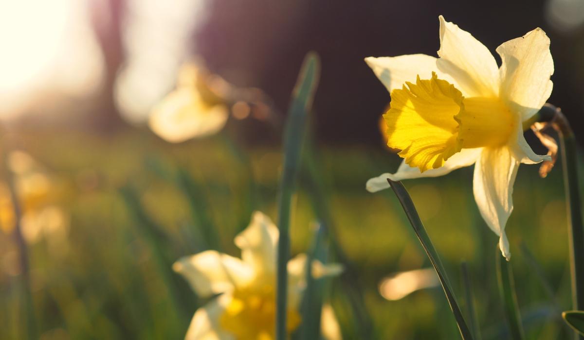 Mullinahone raise over €3,500 at Daffodil Day 5K - Tipperary Live