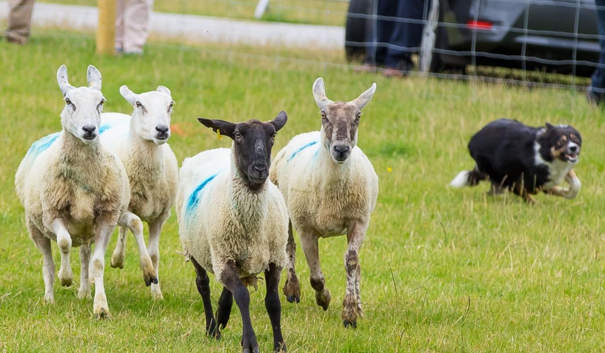 South Tipperary IFA to Hold Sheep Meeting in Cahir - Tipperary Live