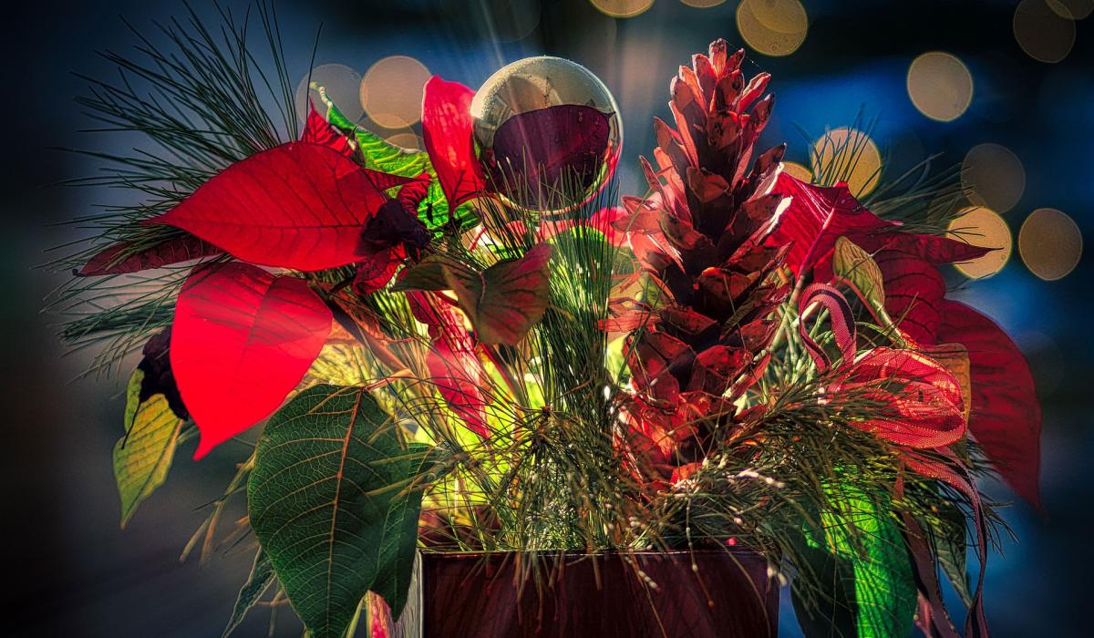 Thurles District Flower and Garden Club to hold their Christmas Gala ...