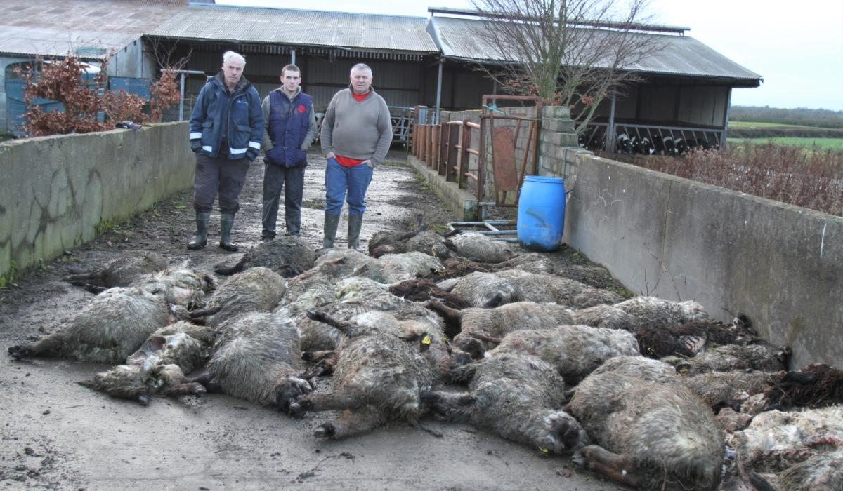 Tipp sheep kill 'like something out of a horror film' after being ...