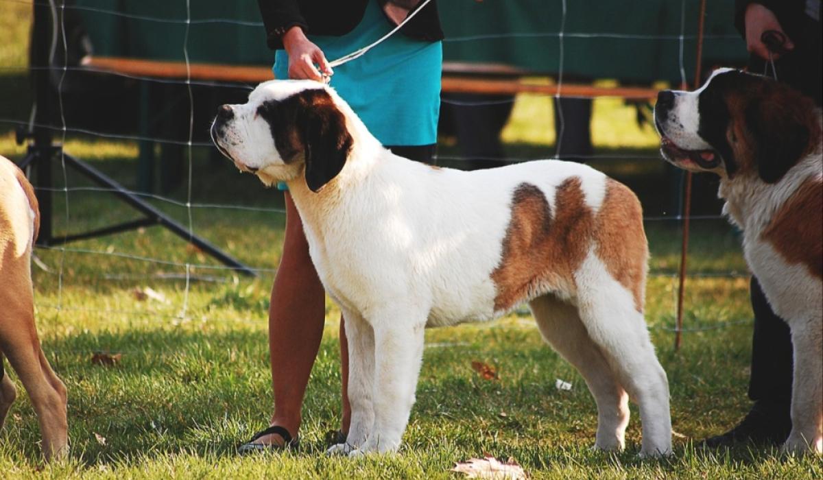 Tipperary dog owners are encouraged to take part in family fun dog show ...