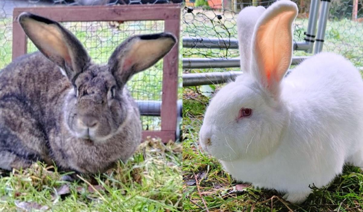 Irish animal rescue seeks loving forever homes for two giant rabbits ...