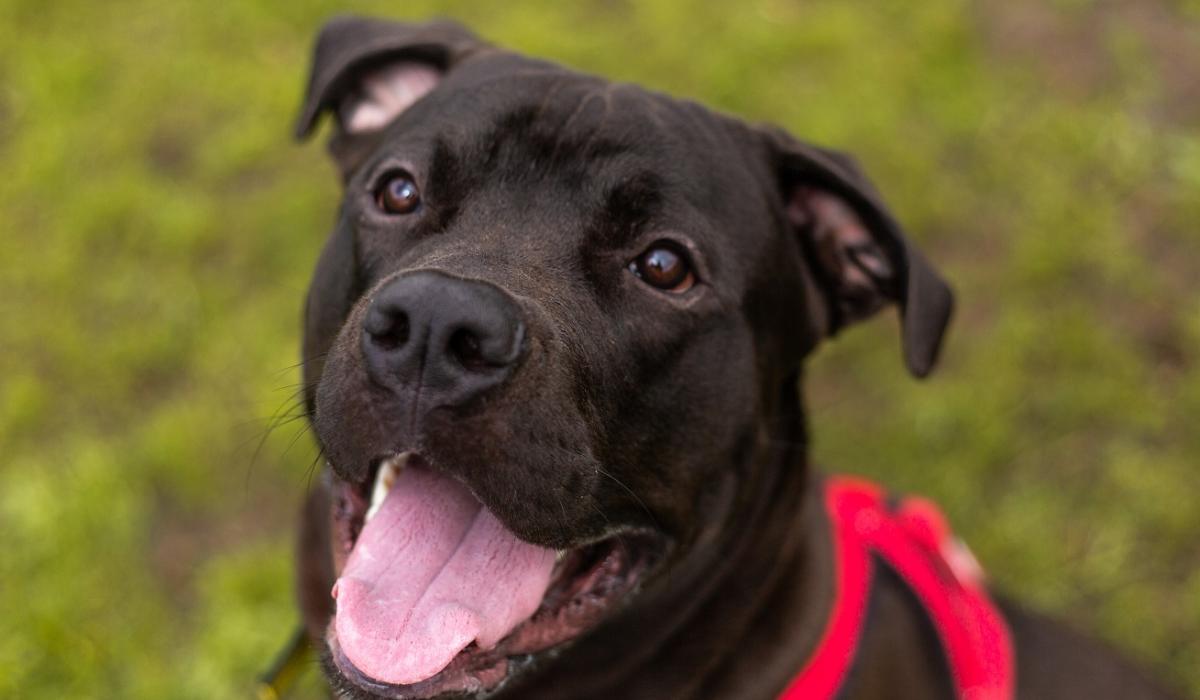 Tipperary councillors voice public safety fears over vicious dogs ...