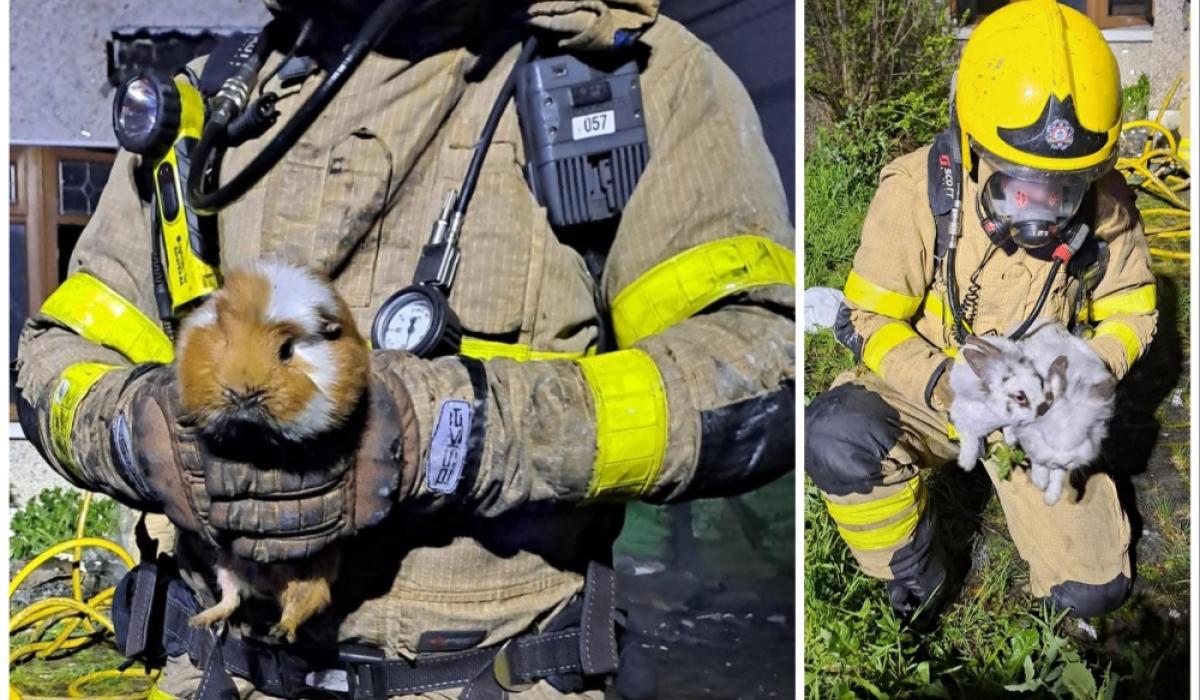 Firefighters rescue 'furry family friends' from Dublin house fire - Tipperary Live