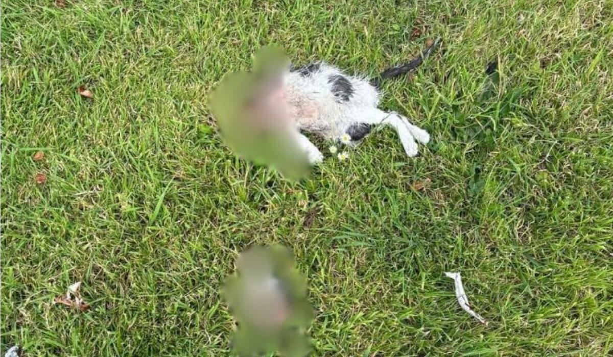 GRAPHIC CONTENT: Cat in Tipperary beheaded in savage dog attack ...