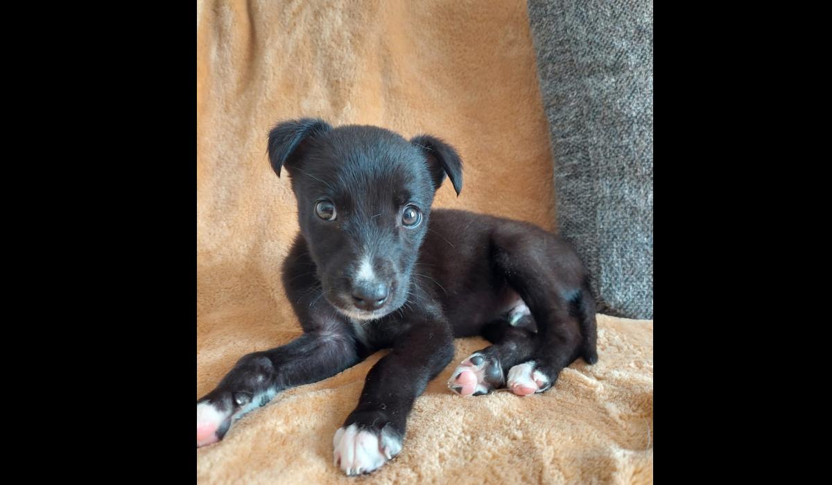 'Poor little baby'- Puppy kicked around like a football by group of ...