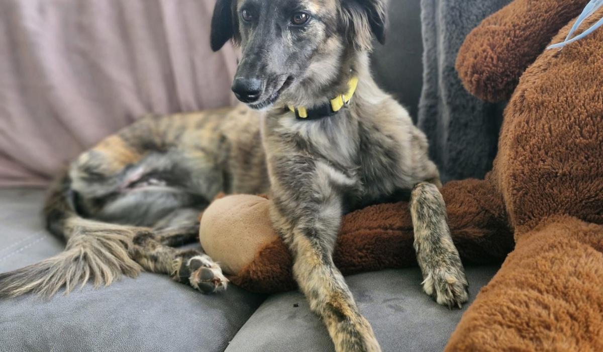 NEW: Dog show in aid of Mo Chara Animal Rescue to take place in ...