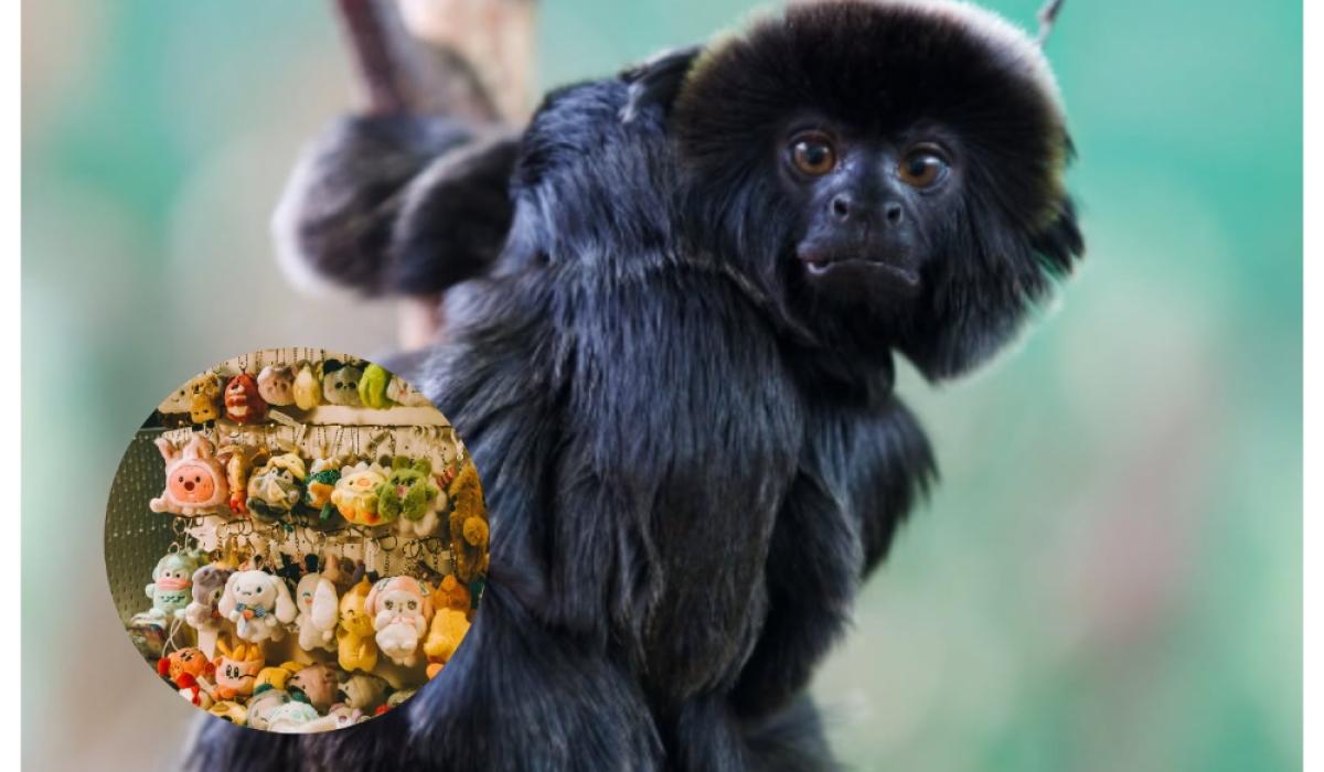 OPINION: New rule at Dublin Zoo is just another example of rip-off Ireland - Tipperary Live