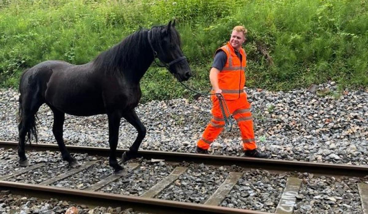 'Men and beasts safe and well': Commuters face horsing around on their train journey - Tipperary ...