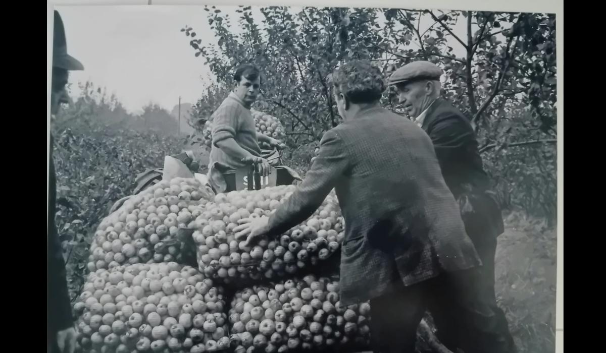 LONG READ: The apple hasn't fallen far from the tree for this Tipperary ...