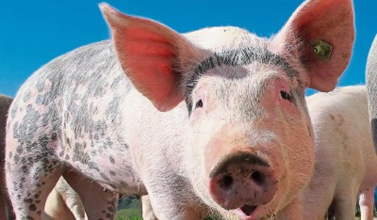 Tipperary farming: pig farmers are in 'dire straits' due to price ...