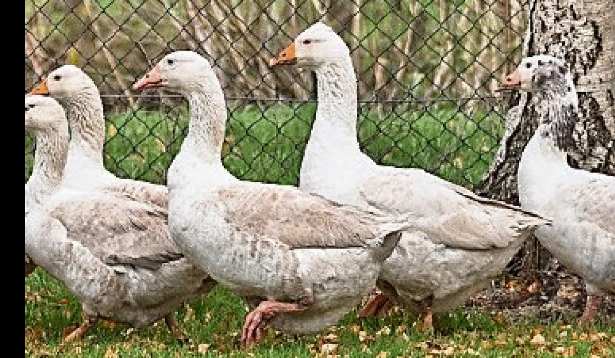 Ardfinnan Tidy Towns return helping to keep Tipperary beautiful ...