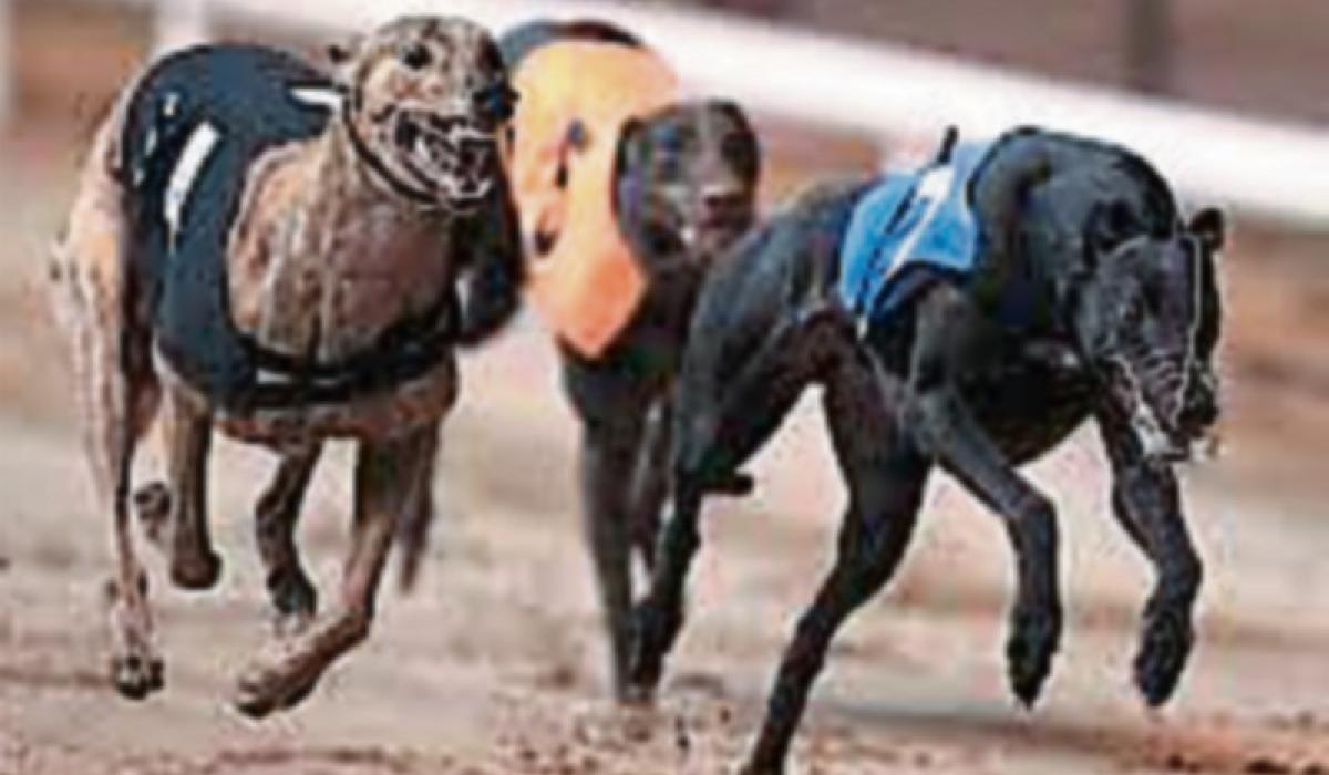 Greyhound Racing: Joey springs a trap on Thurles rivals - Tipperary Live