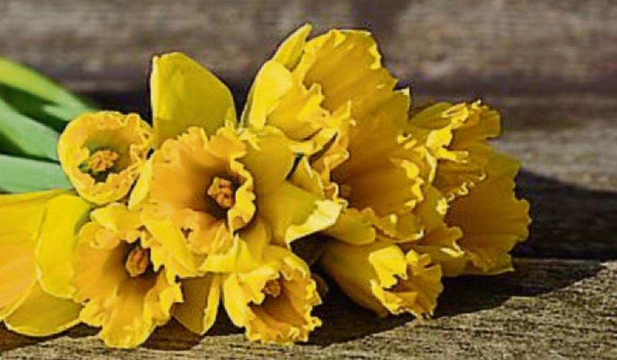 Successful Daffodil Day coffee morning raises €3,000 - Tipperary Live