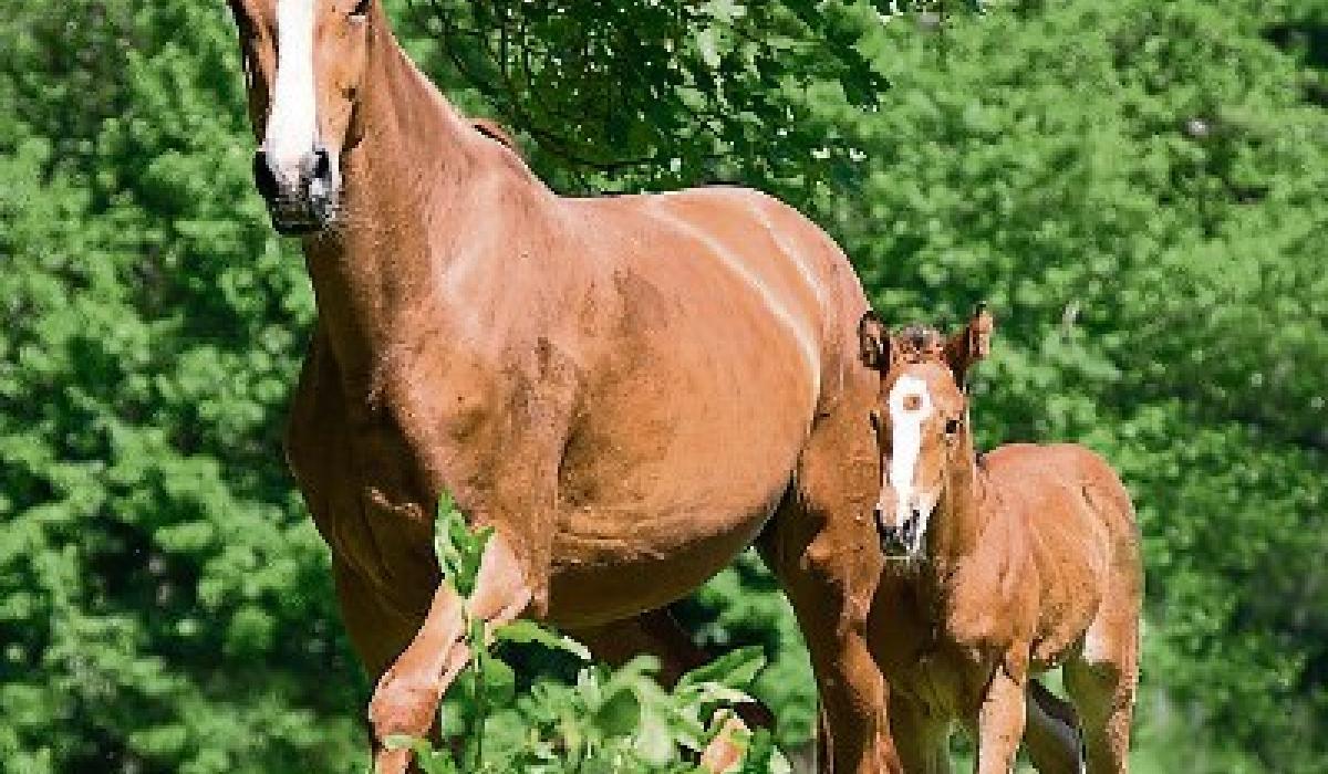 Unique link-up between thoroughbred horse breeders and Tipperary local ...