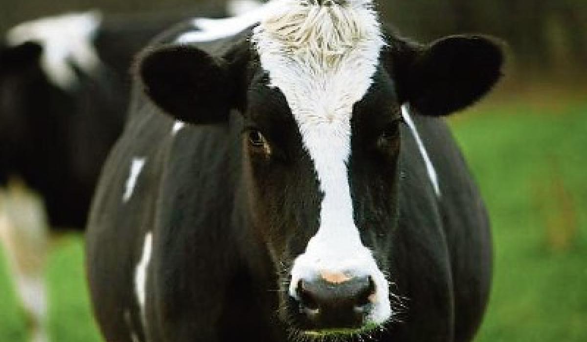 Tipperary farming: ICMSA convinced there is a two-tier milk price ...