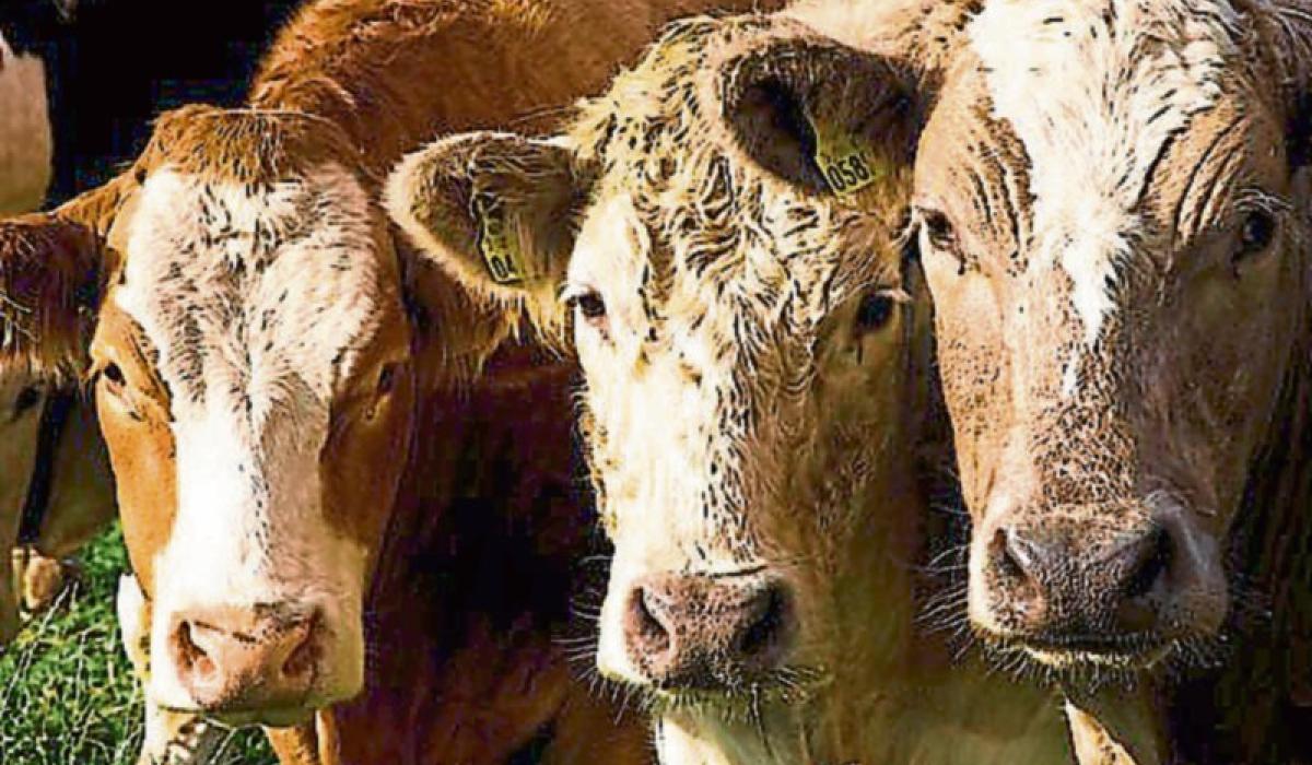 Tipperary farming: next CAP 'should do more' for low-income farmers ...