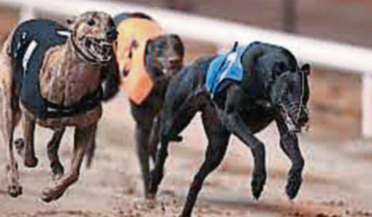 Ballymac Marino is favourite for the BoyleSports Champion Stakes ...