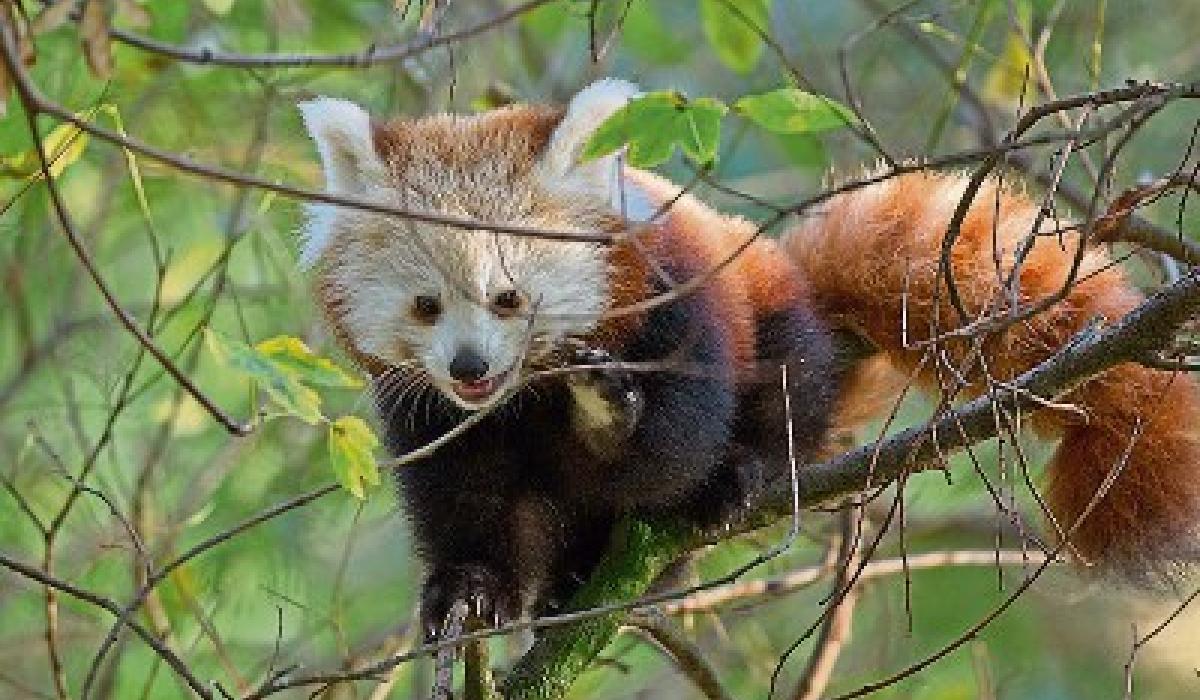 First Glimpse of Red Panda Baby at Fota Wildlife Park - Tipperary Live