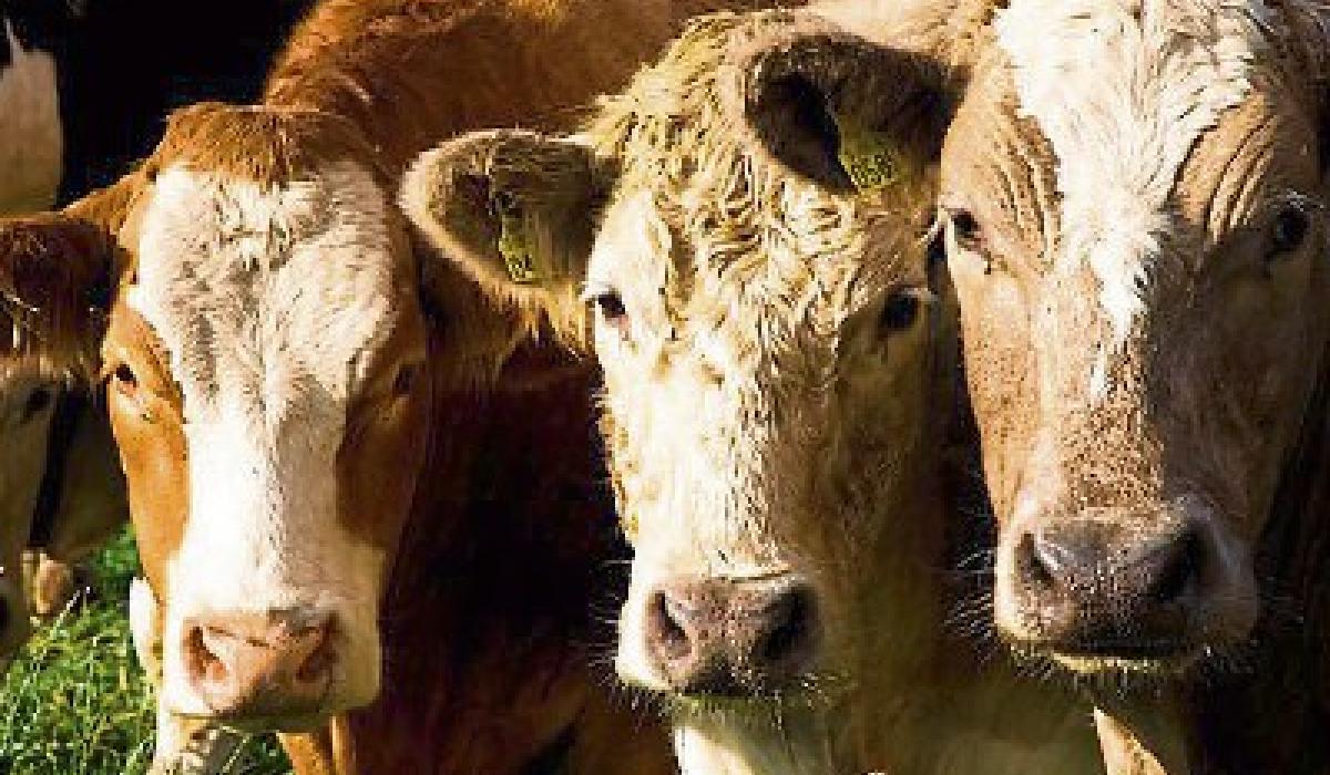 ICSA chief says Teagasc outlook for beef 'shocking' but no surprise ...