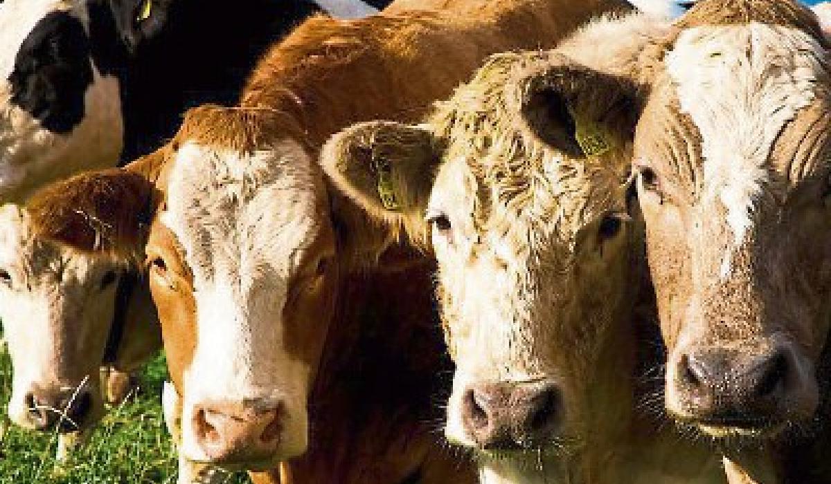 Tipperary cattle deaths: scare as two cows die in Silvermines from lead ...