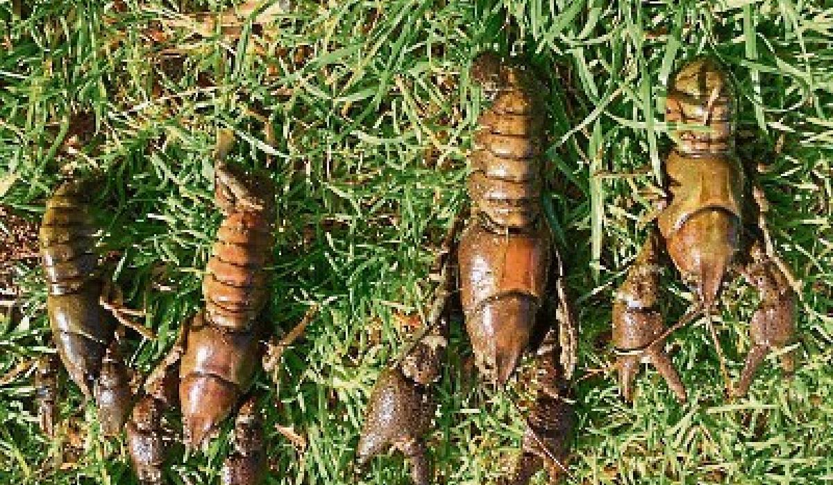 Agencies battle to prevent Crayfish Plague from spreading further ...