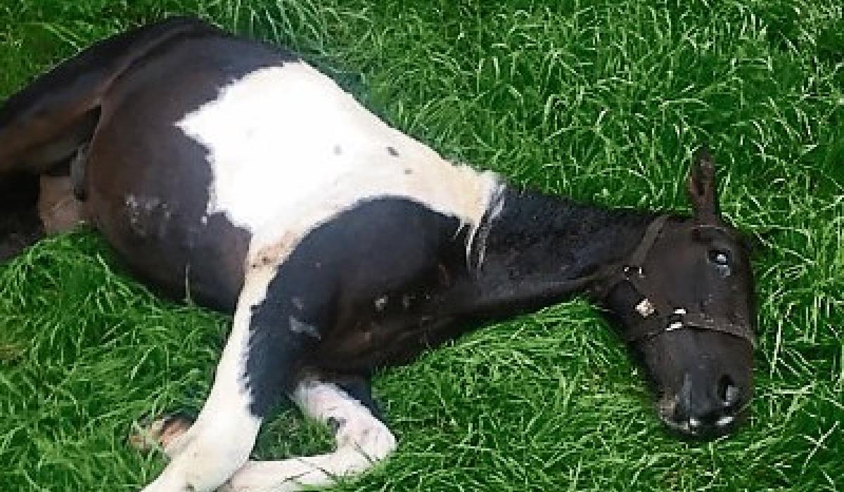 Sulky races "an absolute disgrace" says Tipp animal welfare campaigner ...