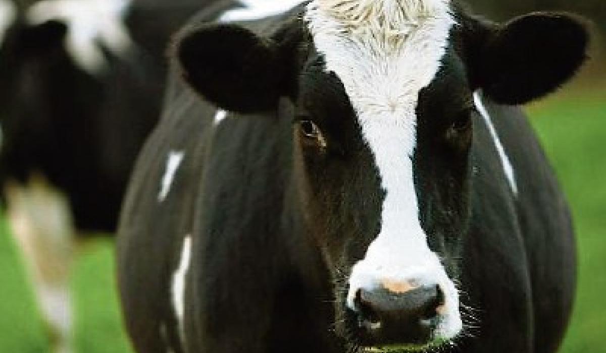 Tipperary farming: Glanbia increases August milk price to 35cpl and ...