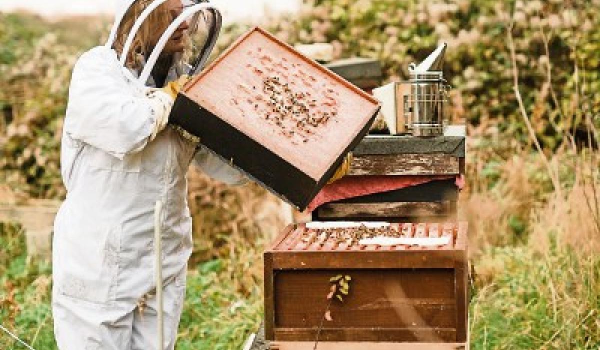 Tipperary hive share is the buzz word at Gifted Fair at RDS - Tipperary ...