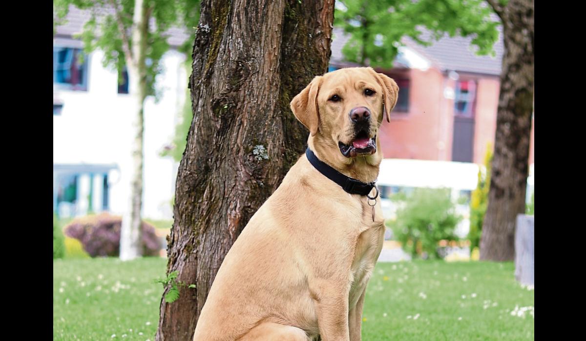 Blazing Bikers will take trip around Tipperary to raise funds for ...