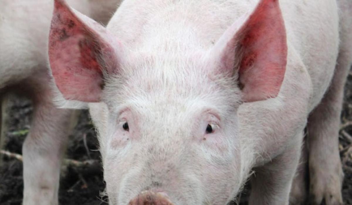 IFA claims public has been ‘misled’ over pigmeat - Tipperary Live