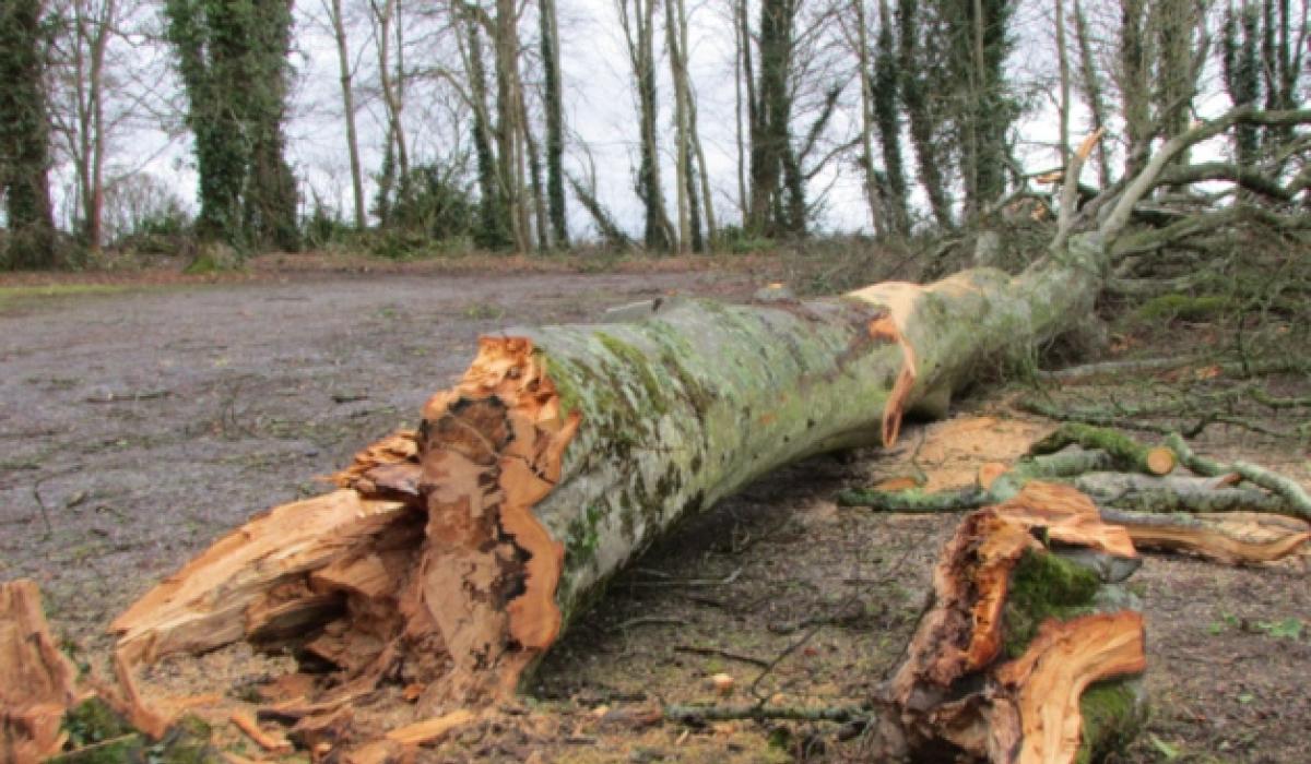 Forest guidance from Windblown Taskforce - Tipperary Live