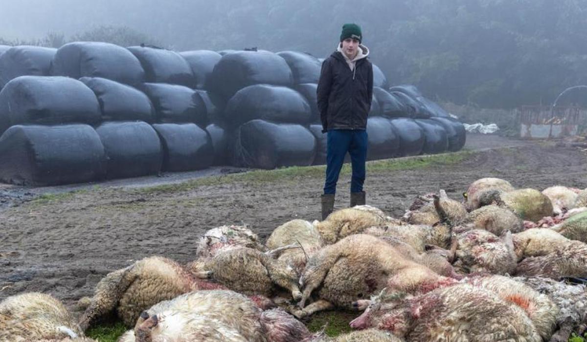 Sheep 'massacre': Appeal to track down dogs that killed 50 animals in ...