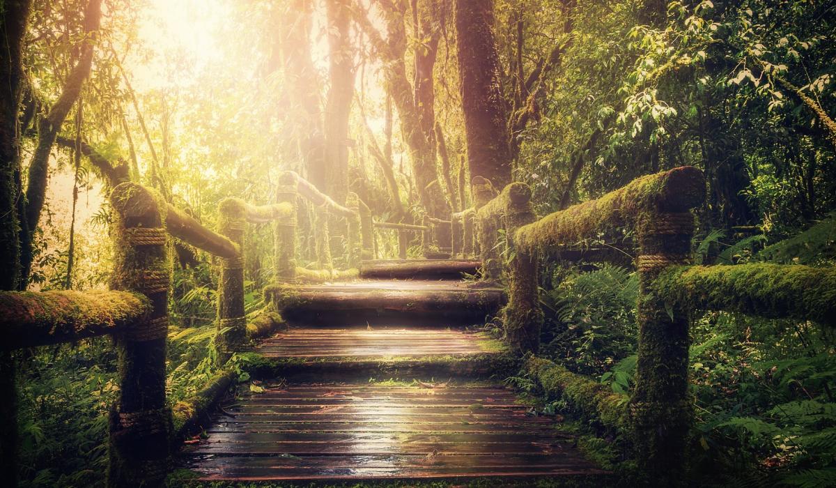 Jungle Adventure fundraiser - never seen before in county Tipperary ...