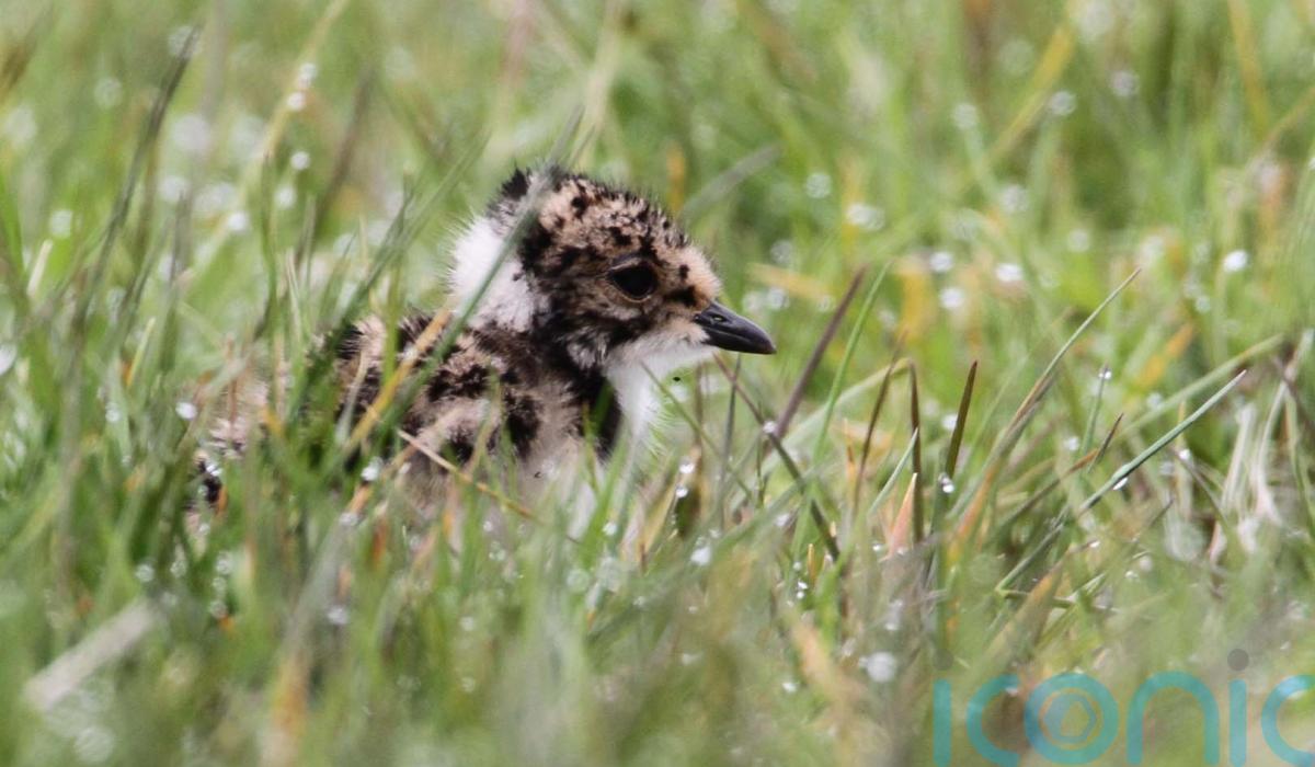 Endangered bird makes return to Irish bog thanks to conservation efforts - Tipperary Live