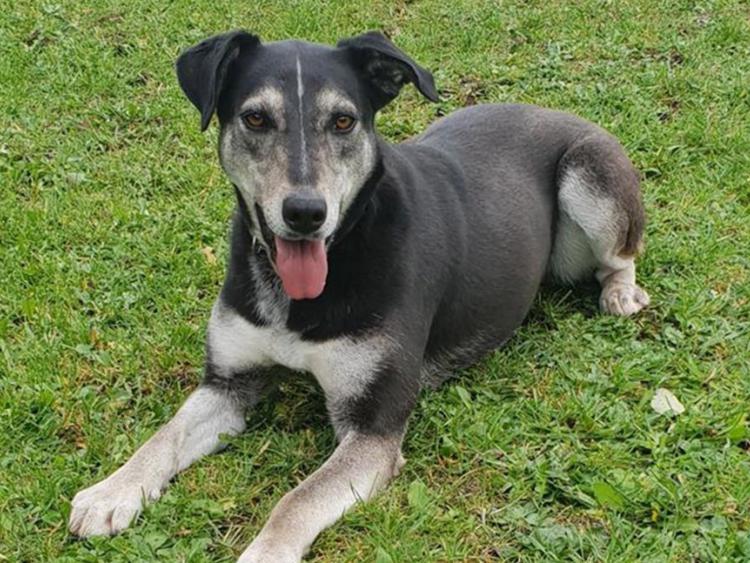 Mo Chara Animal Rescue - Tipperary Live