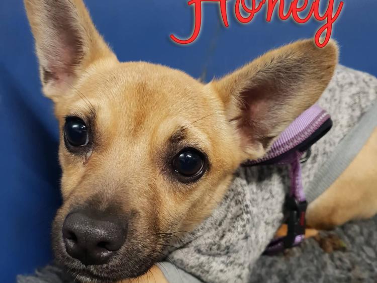 Mo Chara Animal Rescue: Sweet little Honey - Tipperary Live