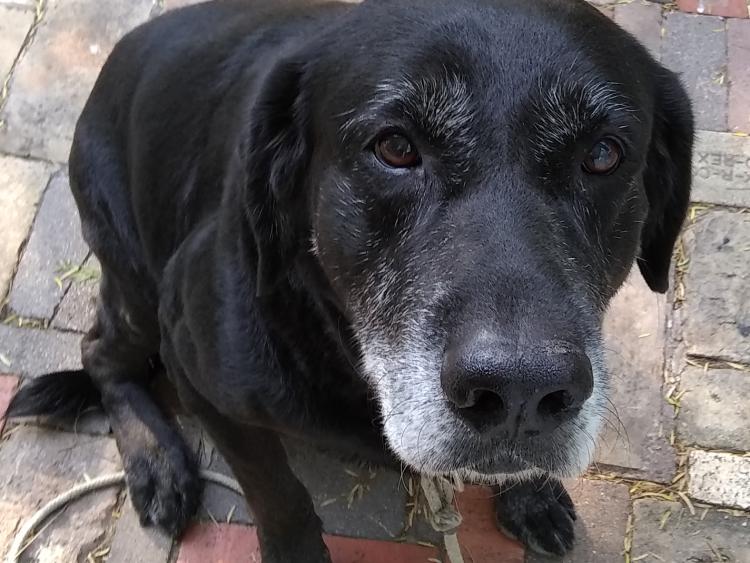 Mo Chara Animal Rescue: Age is only a number! - Tipperary Live