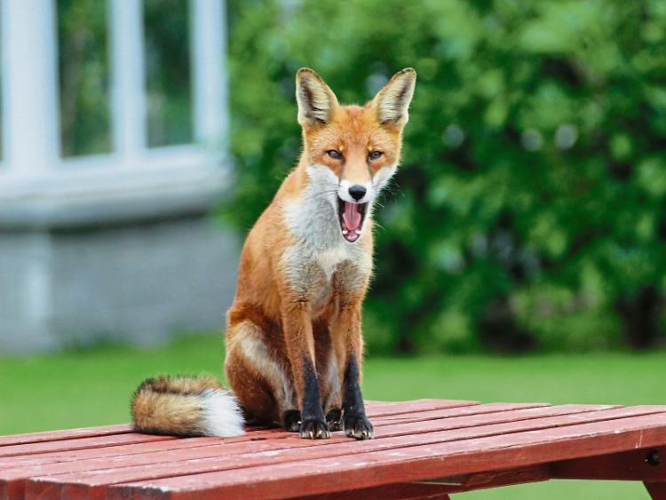 SNAPSHOTS - This cute fox wants to know what time lunch is at ...